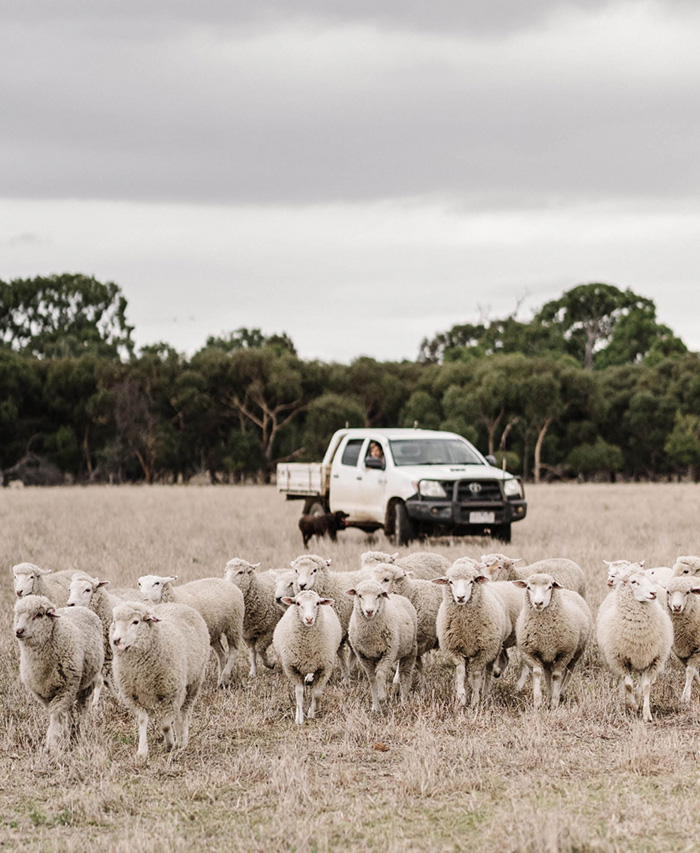 Lilac Valley Farm Stay homepage